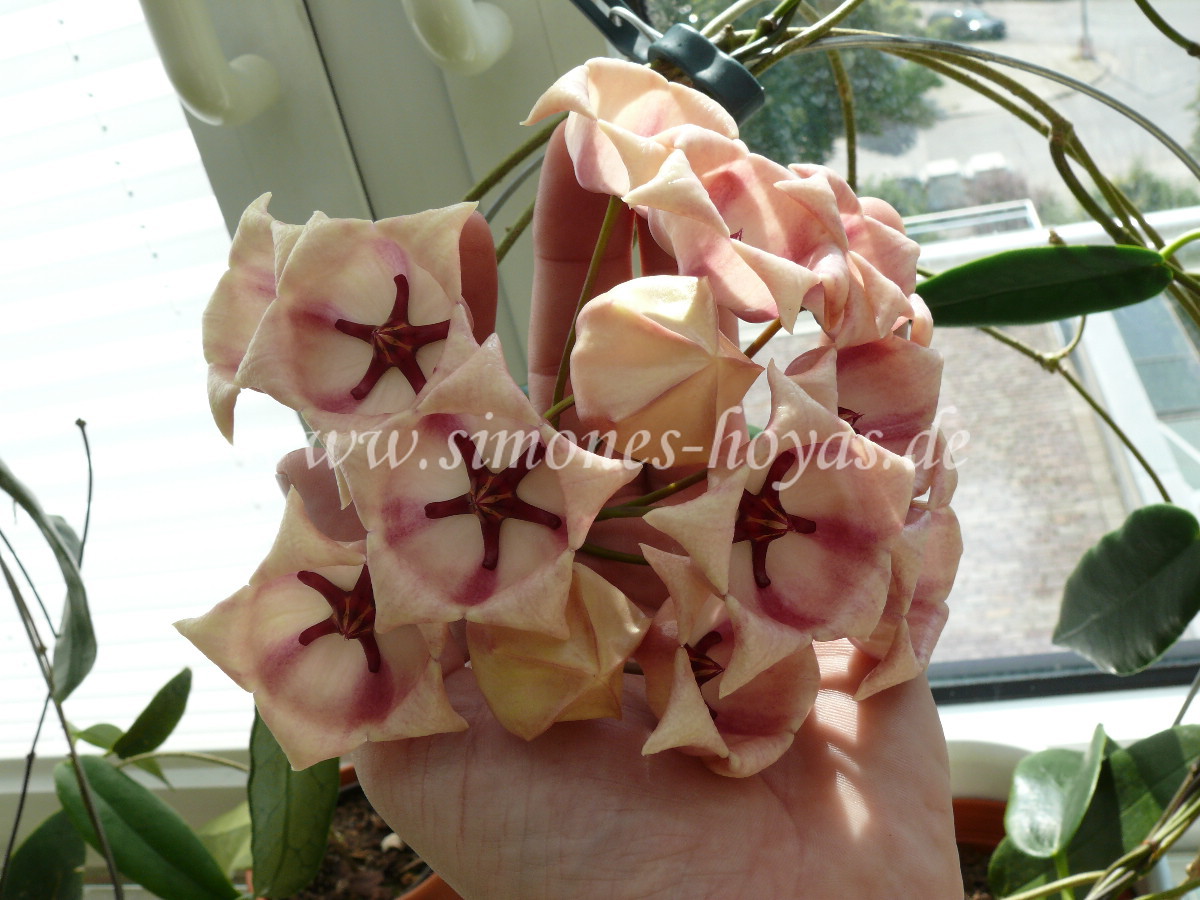 Hoya archboldiana C. Norman 1937 ~ Simones Hoyas