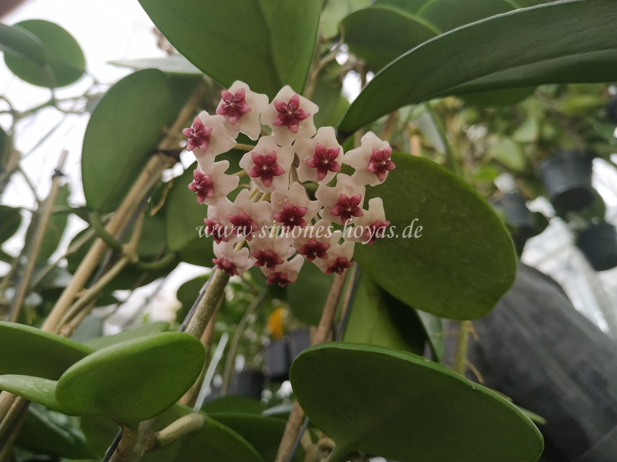 Hoya obovata ~ Simones Hoyas